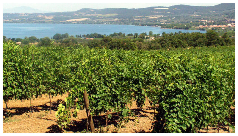 マッツィオッティ｜取り扱いブランド｜ワイン｜日欧商事（JET）